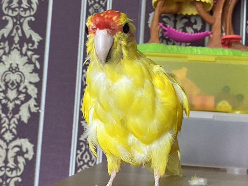 Попугай какарик