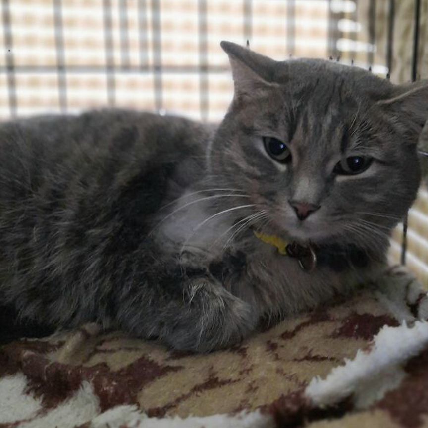 Взрослая, кошка в добрые руки