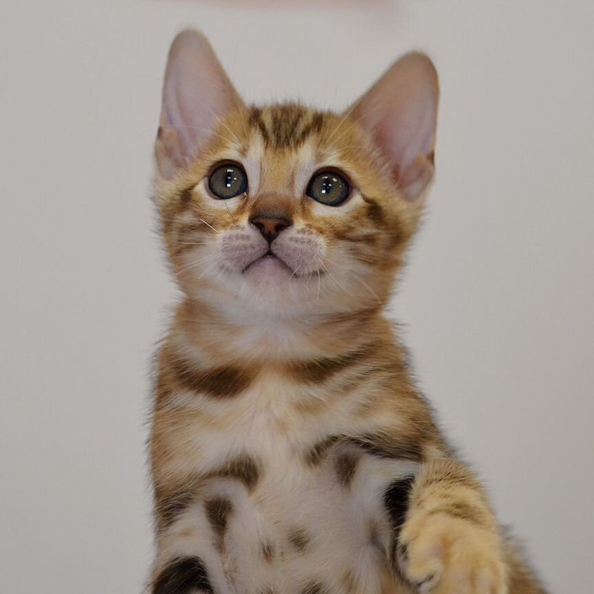 Бенгальская кошечка