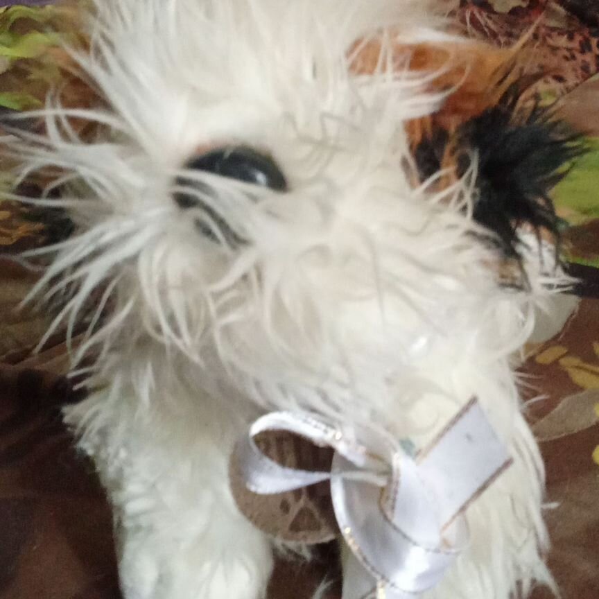 Собачка белла