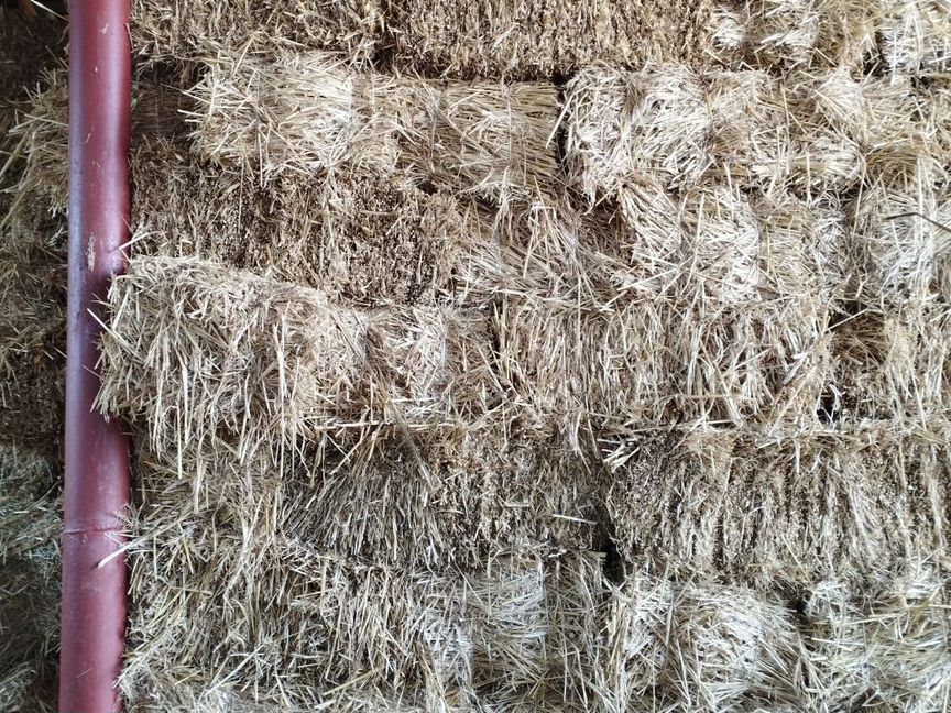 Сено суданки в тюках