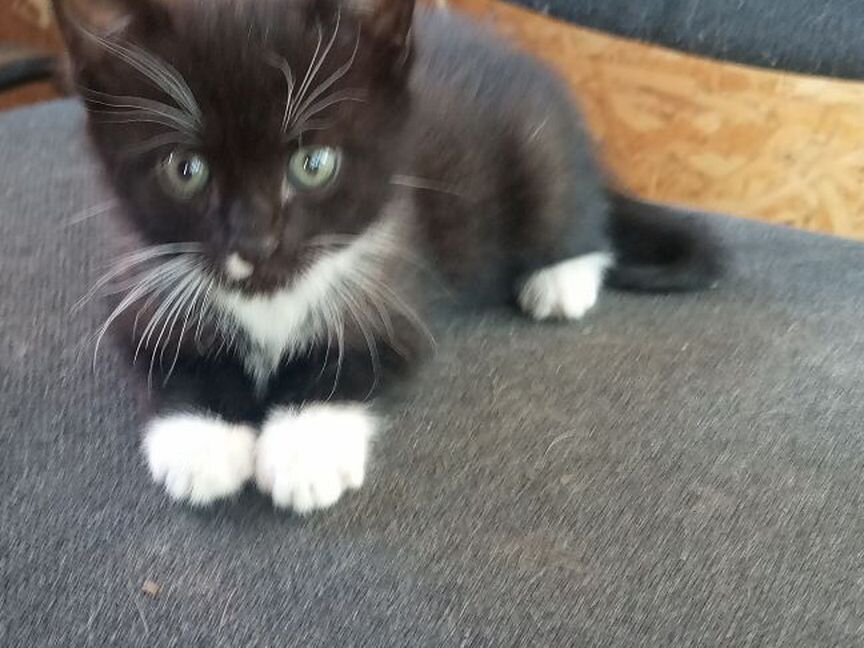 Котёнок
