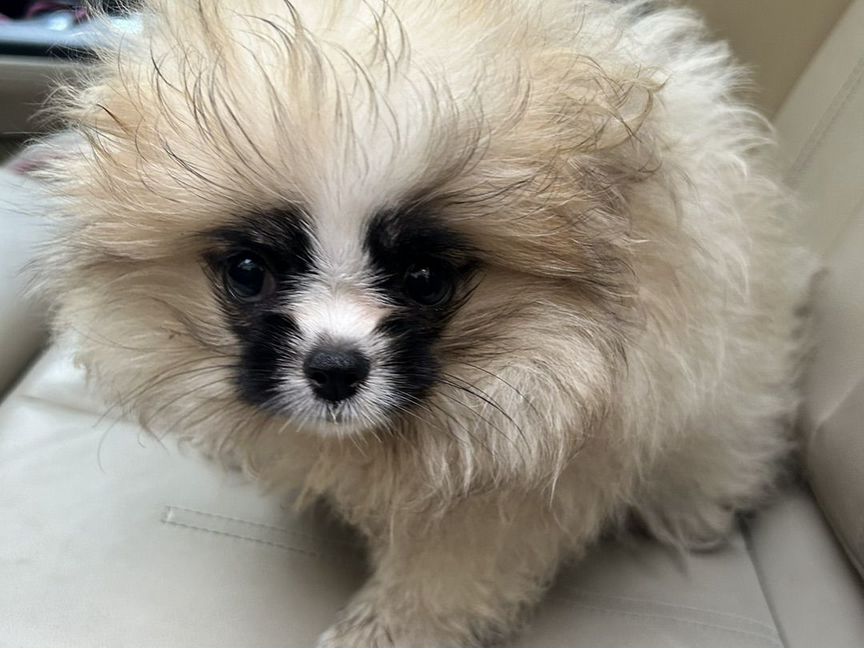 Белый померанский шпиц, девочка