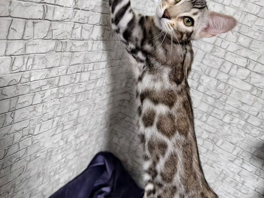 Бенгальская девочка в любимцы