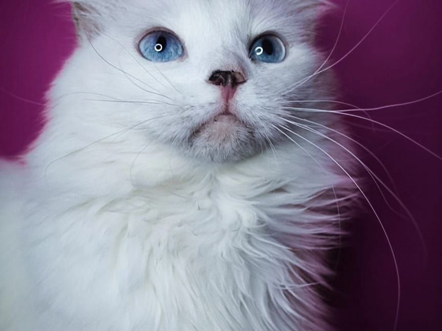 Белая кошка Кэсси