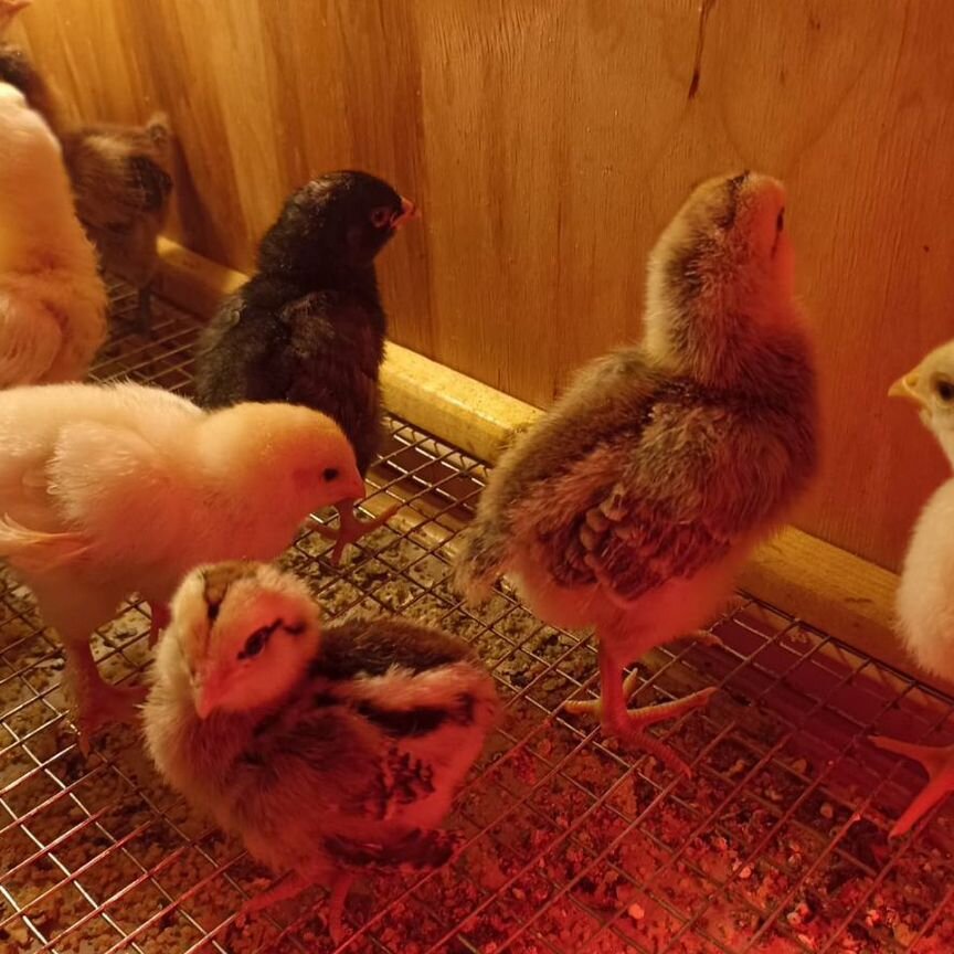 Цыплята суточные несушки