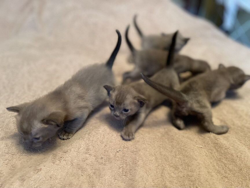 Бурманские котята