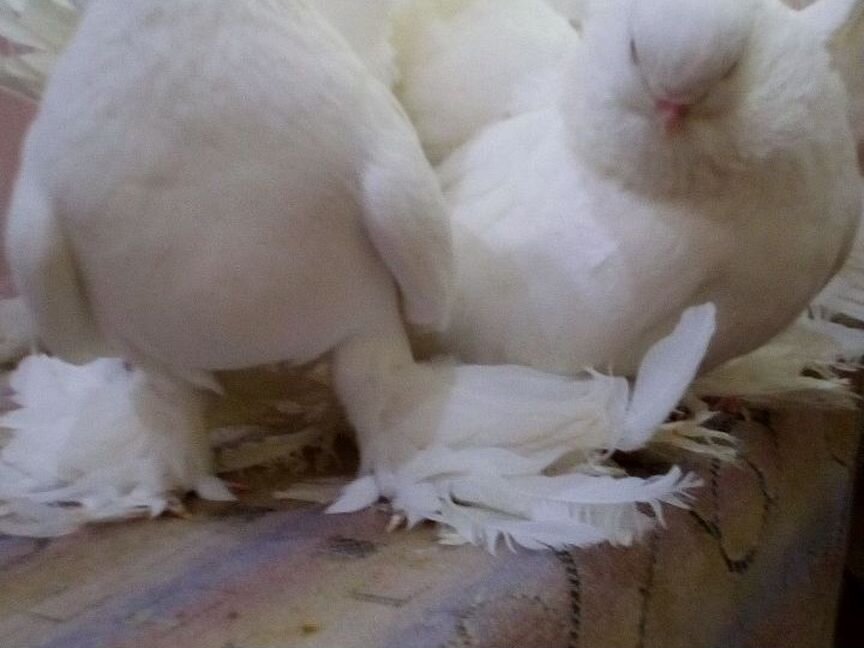 Голуби Сибирские статные