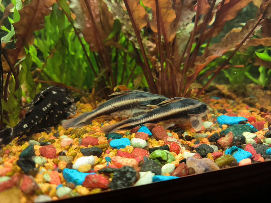 Сом платидорас