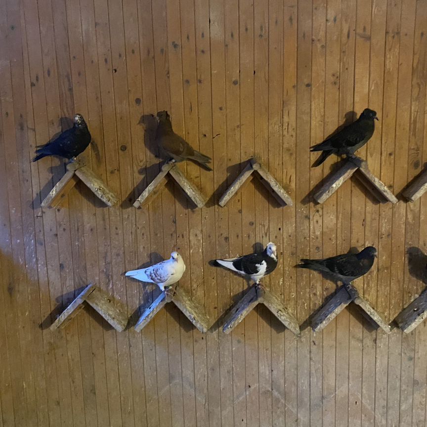 Бакинские голуби