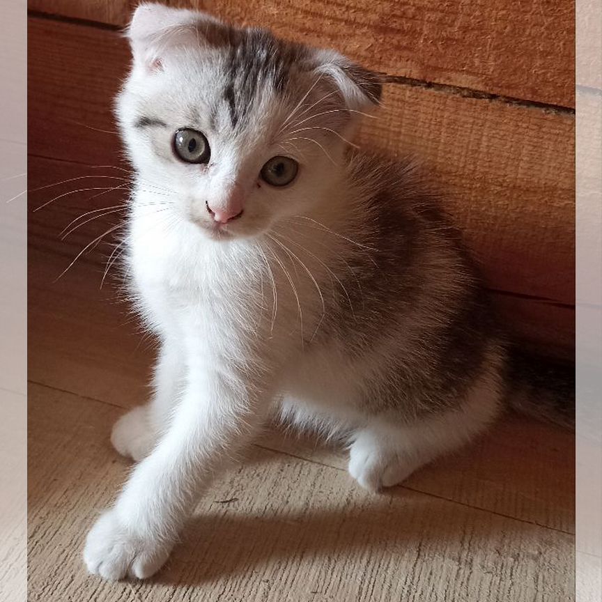 Веслоухий Котенок в добрые руки