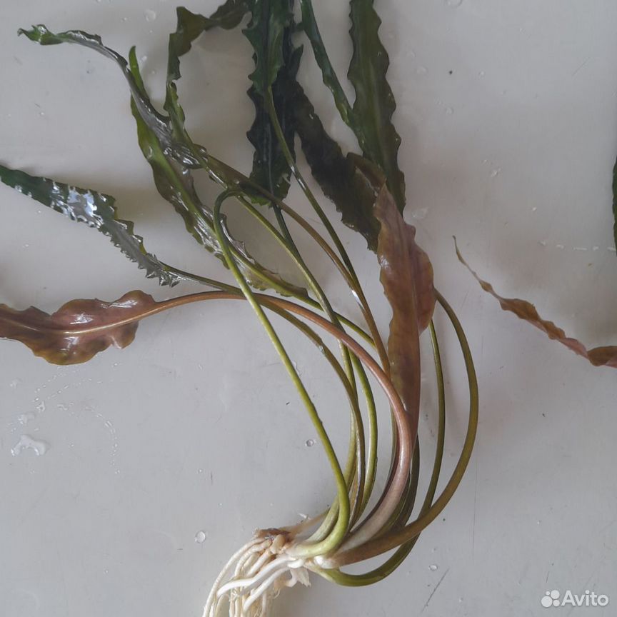 Эхинодорус узколистный