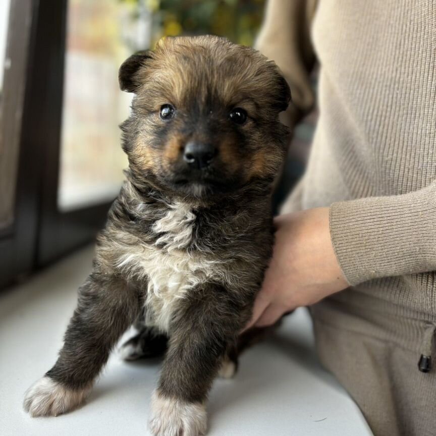 Единственный выживший щенок ищет дом