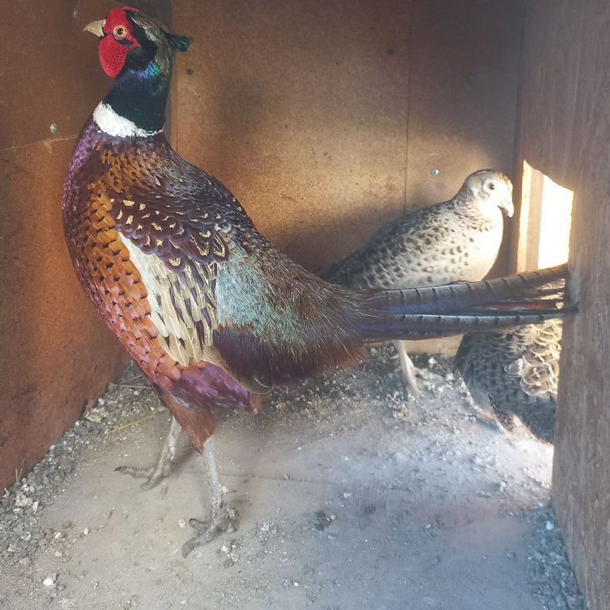 Фазан охотничий