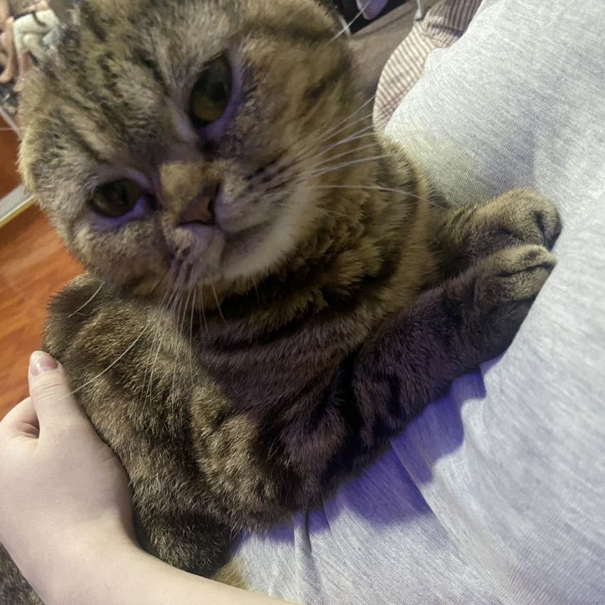 Шотландская вислоухая длинношёрстная, взрослая кошка