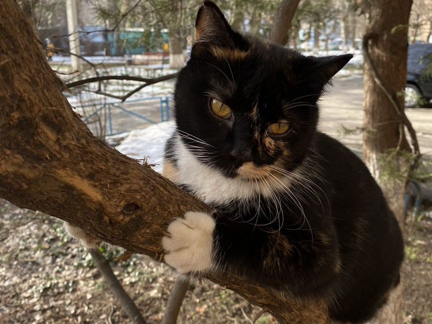 Кошенька ищет дом