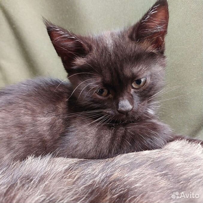 Котейка девочка 2 месяца