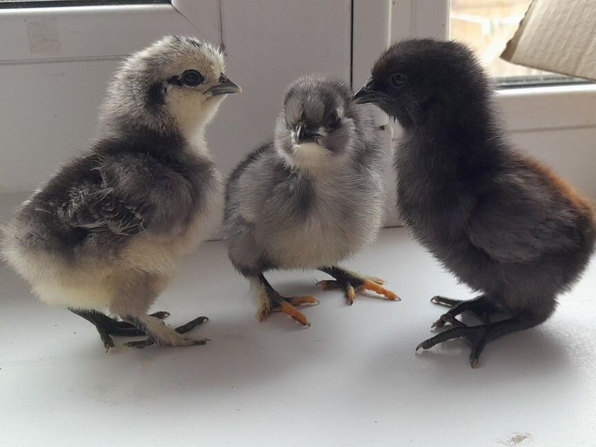 Цыплята, Молодые петушки на мясо, племя