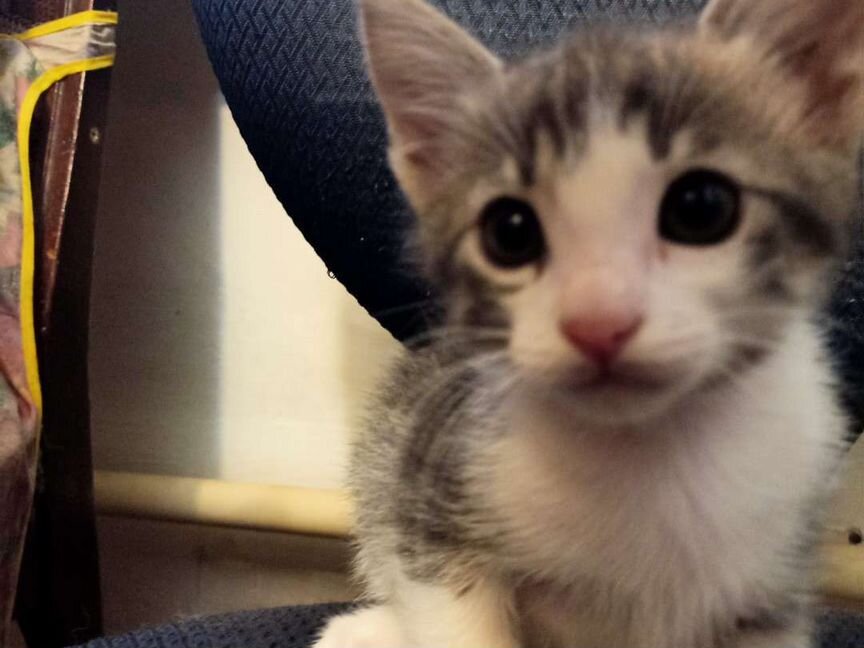 Отдам в дар котят