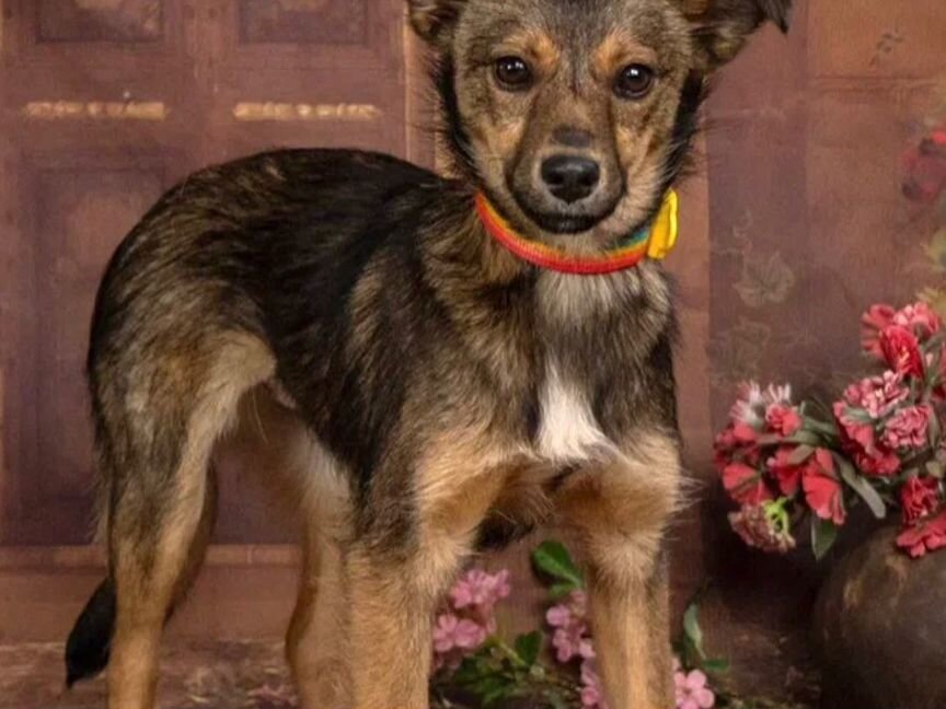 Маленькая собака в добрые руки бесплатно