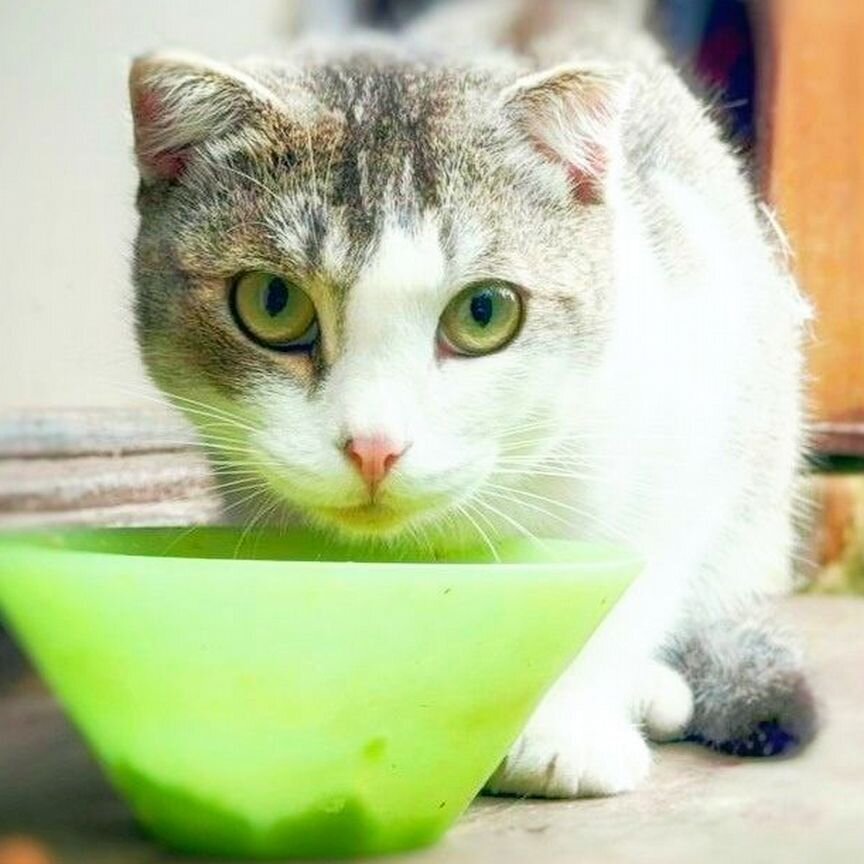 Добрый, умный, ласковый котик Миша. Вислоушка