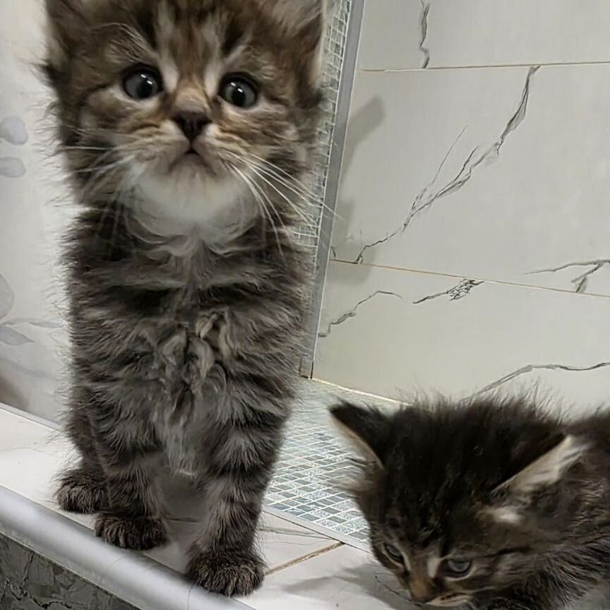 Сибирский котёнок