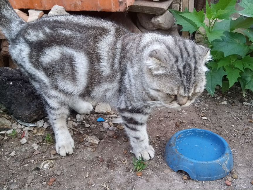 Кошка или кот