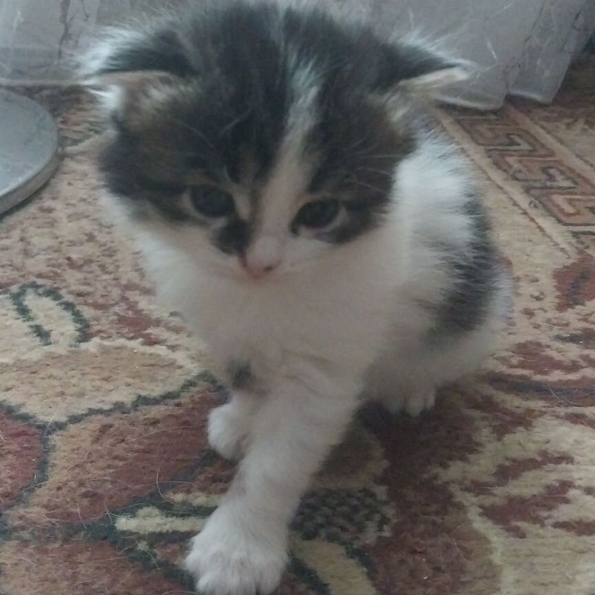 Британские котята