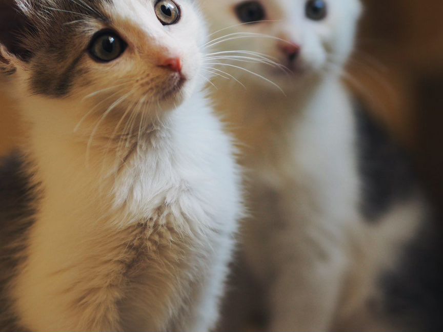 Ласковые котята