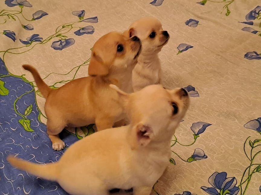 Щенки чихуахуа