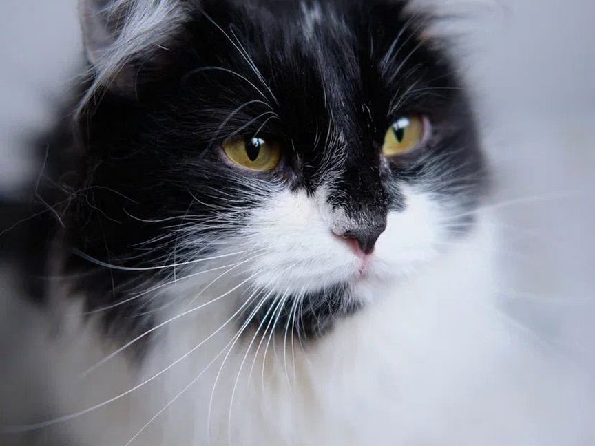 Кошка Монтана