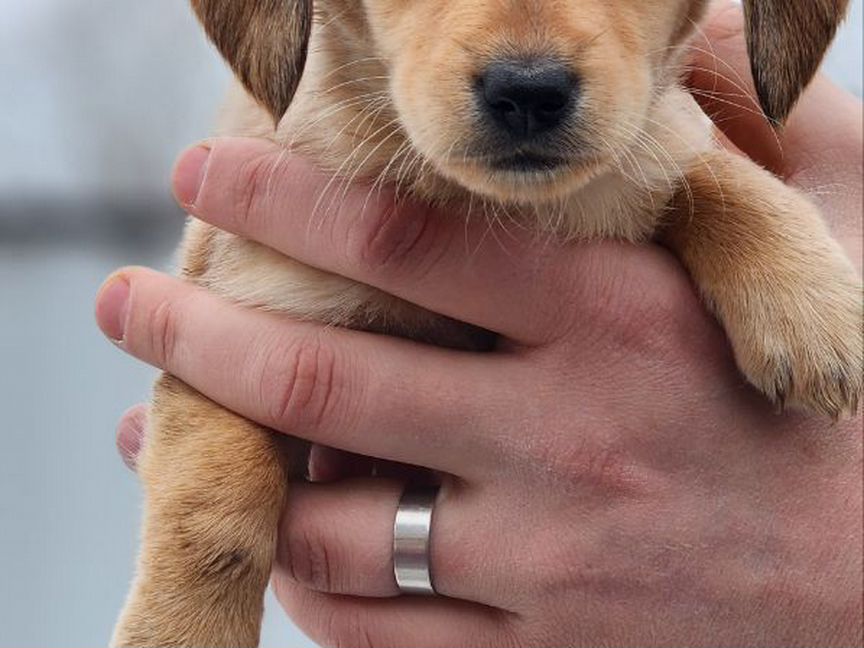 Девочка метис таксы