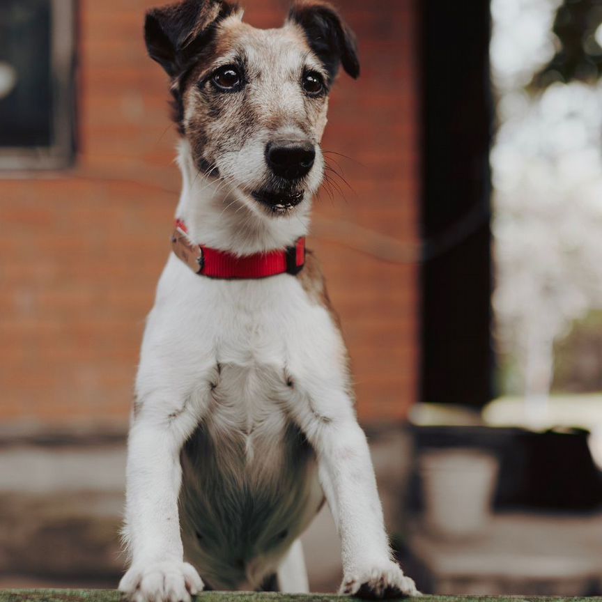 Гладкошерстный фокстерьер Уна