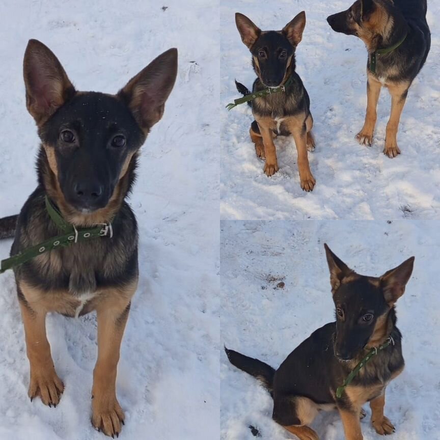 Щенки девчонки