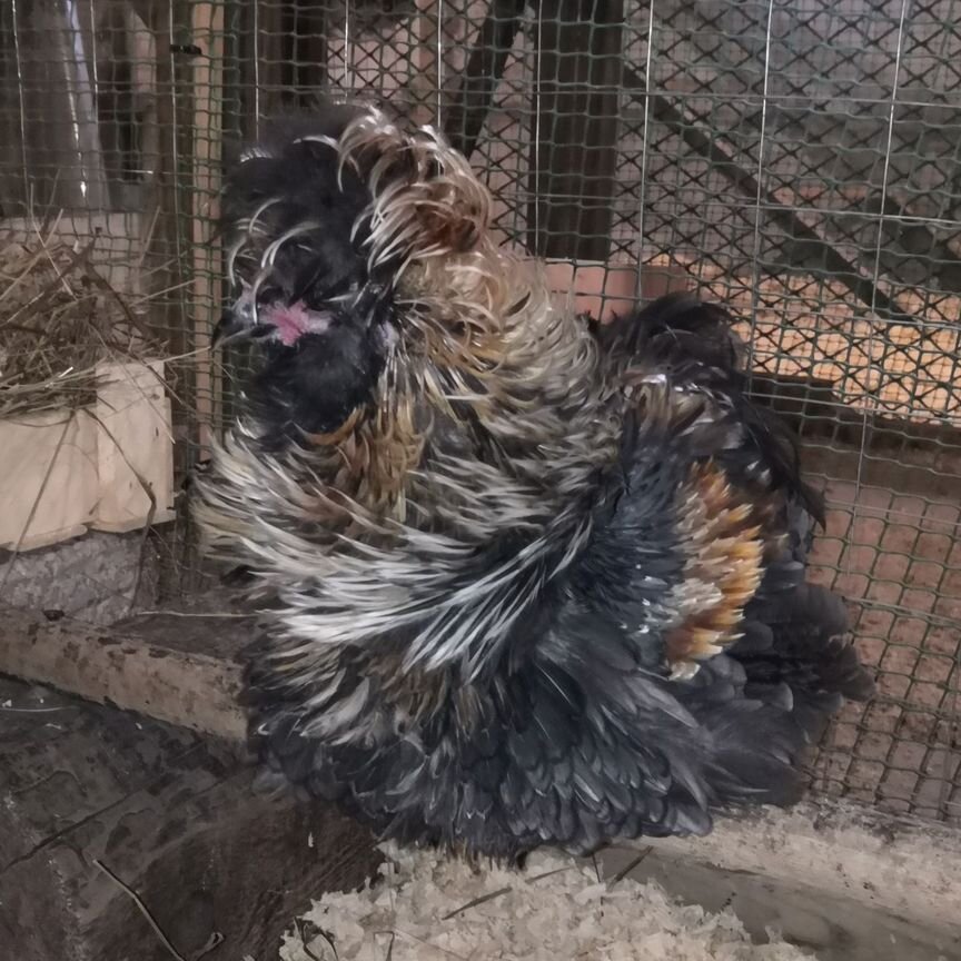 Китайские сиззли (кудрявые курочки)