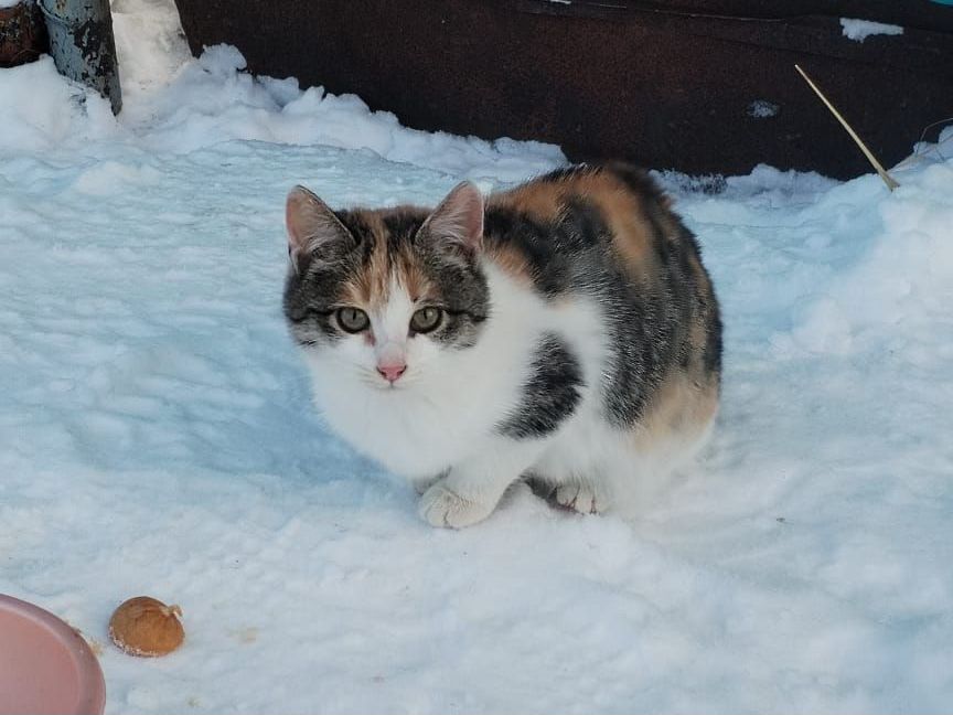 Помогите спасти котят