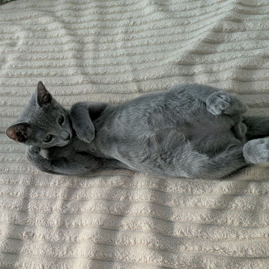 Русский голубой котёнок