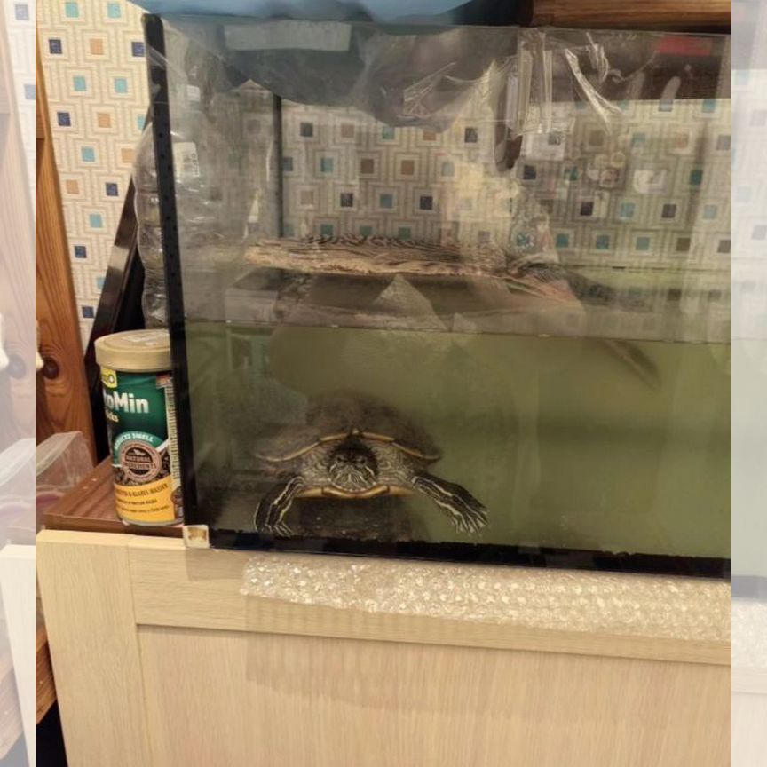 Черепаха водная красноухая