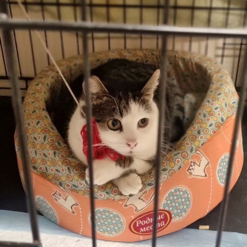 Котик Томас ищет дом