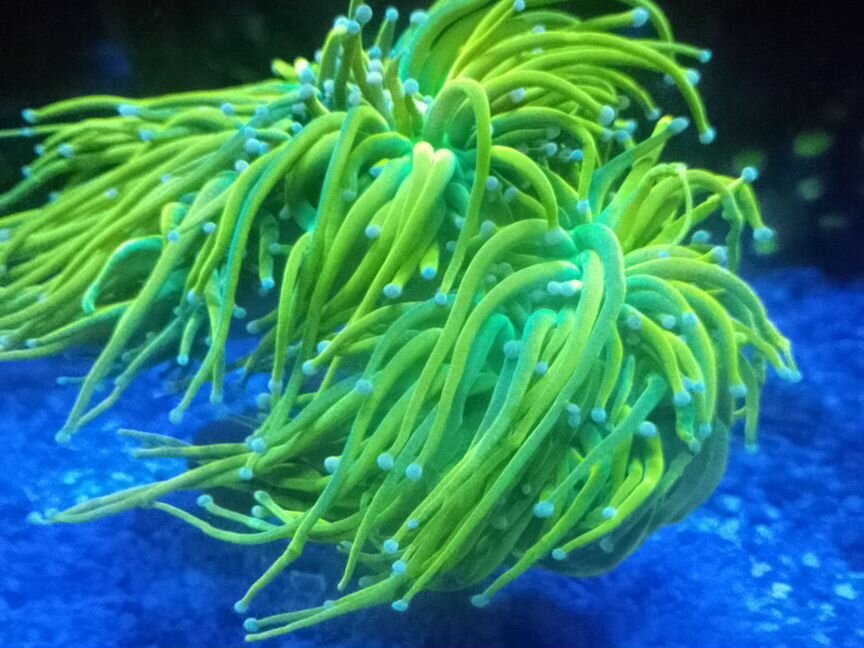 Морские кораллы