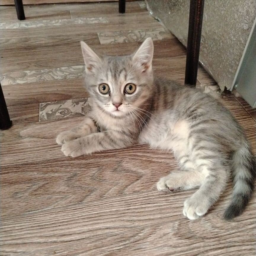 Котёнок в добрые руки