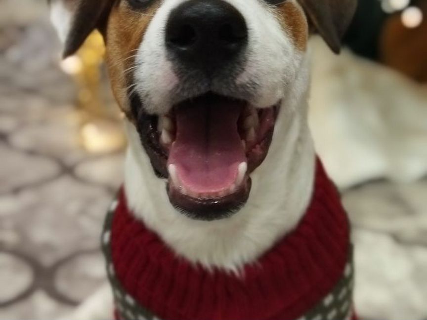 Вязка джек рассел терьер