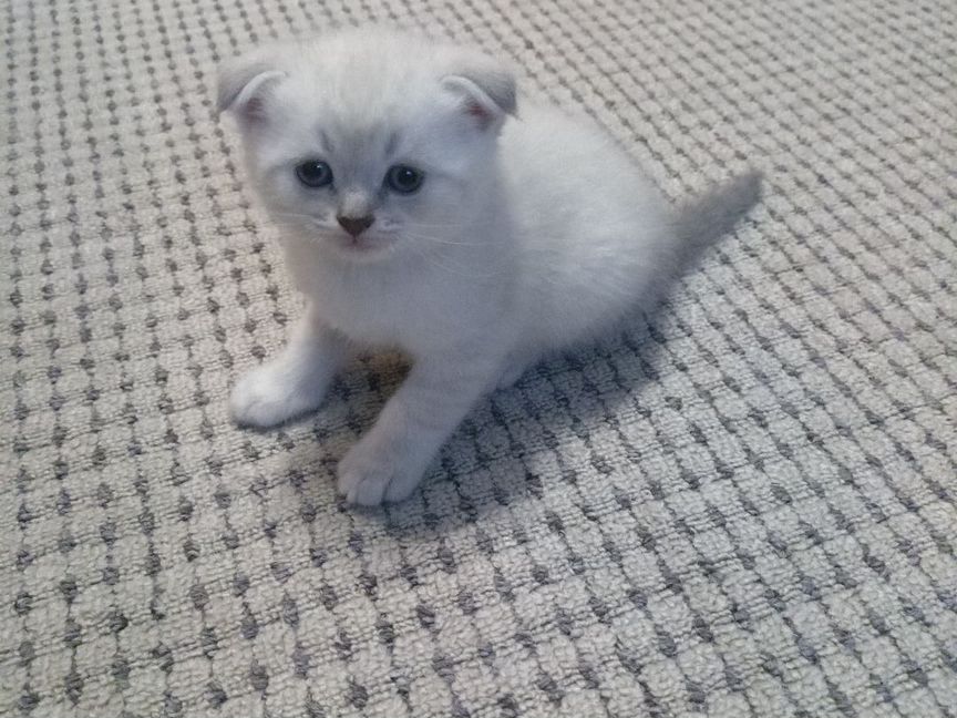 Котята