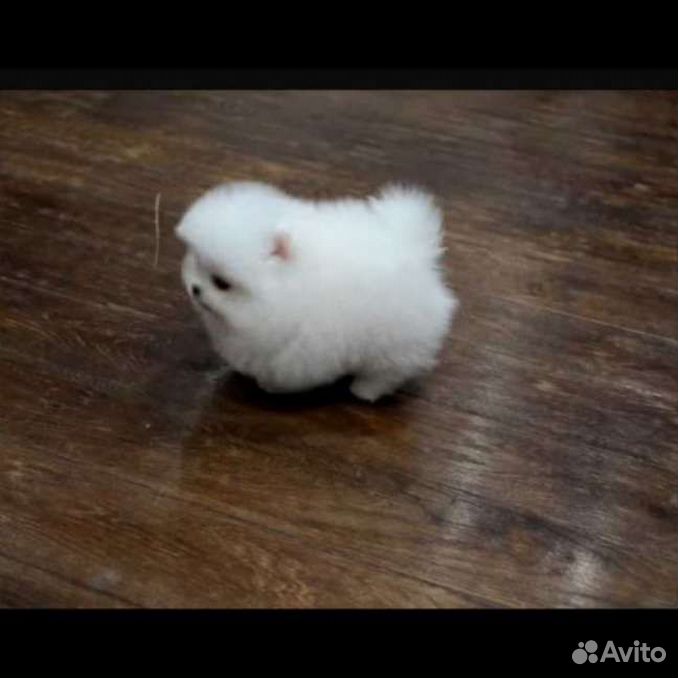 Шпиц,шенки шпица,шпицули