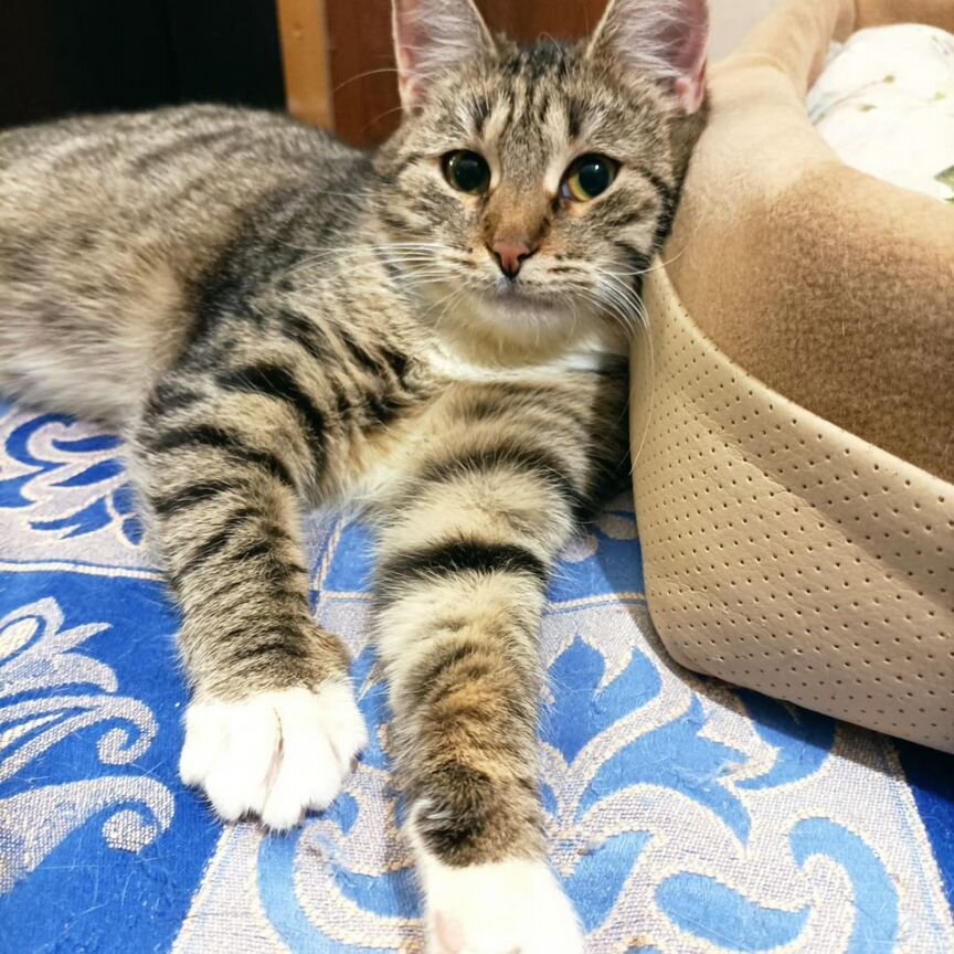 Кошка шпротинка подросток в добрые руки