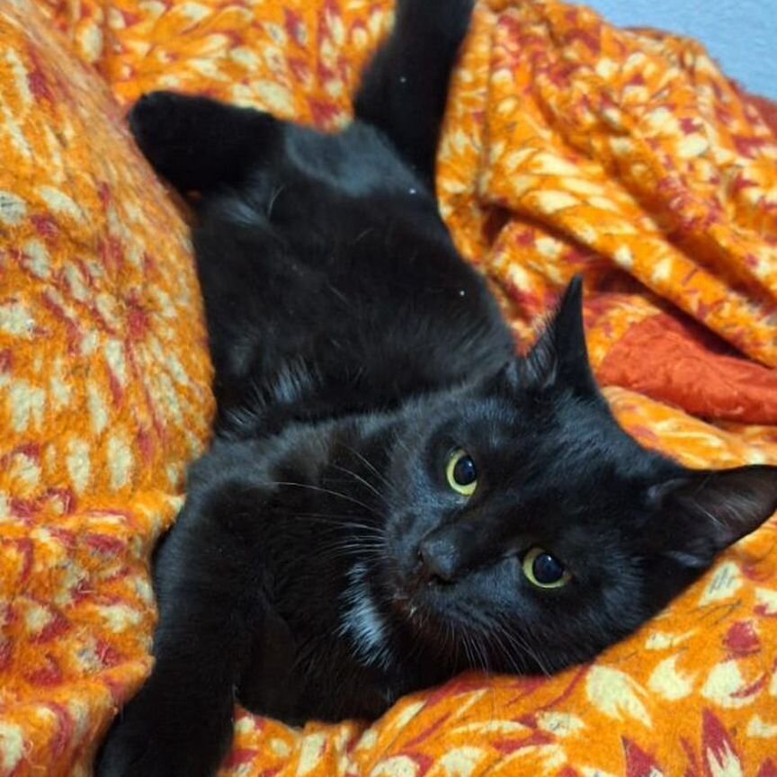 Котенок Бакс