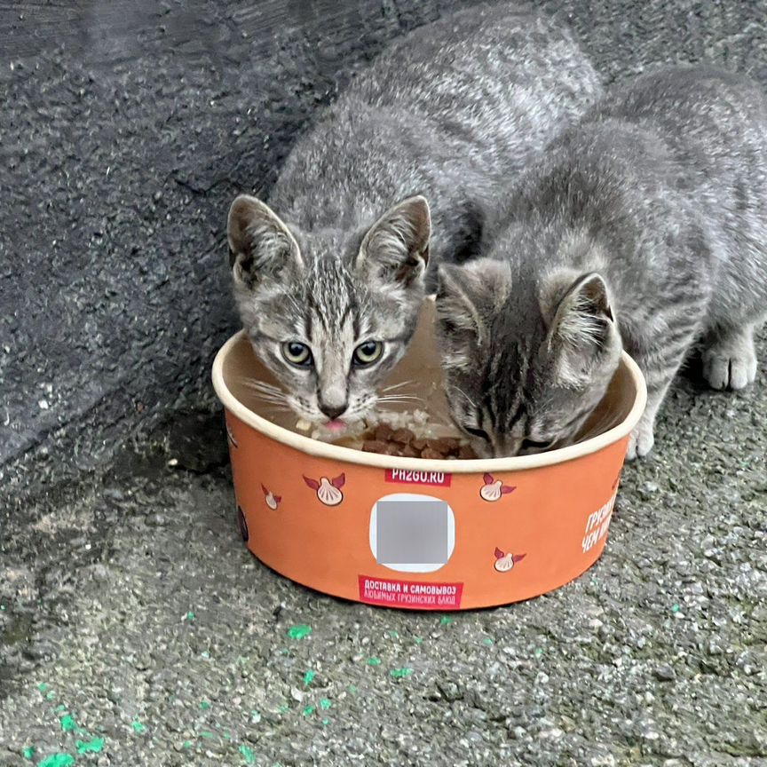Котятки бесплатно в надежные и любящие руки