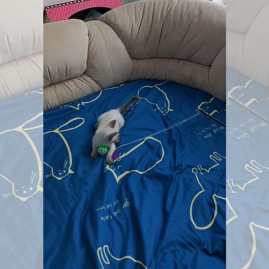 Ориентальный котёнок