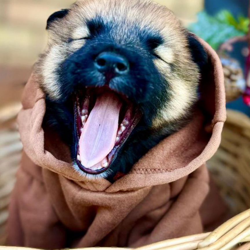 Рыжая красотка ищет дом