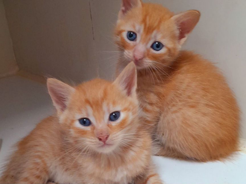 Котята рыжие бесплатно